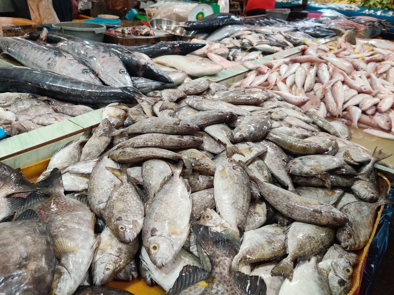Jelang Imlek 2024, Harga Ikan Dingkis di Tanjungpinang Tembus Rp.130 ...